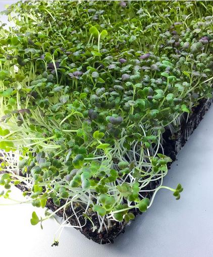 Microgreens Are the New Superfood - Facts, Benefits, and More - Optic Flux