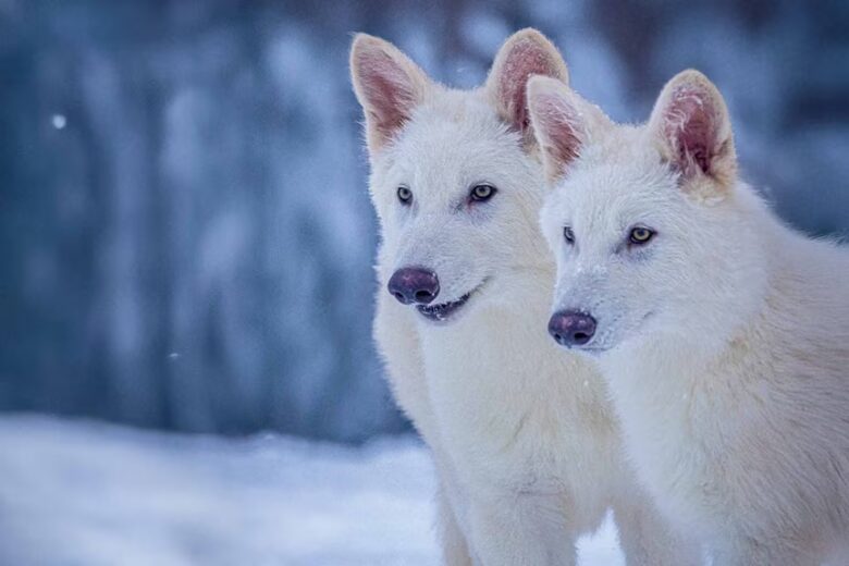 Dire Wolf Puppies Are Real: Scientists Clone Game of Thrones Icon Back ...